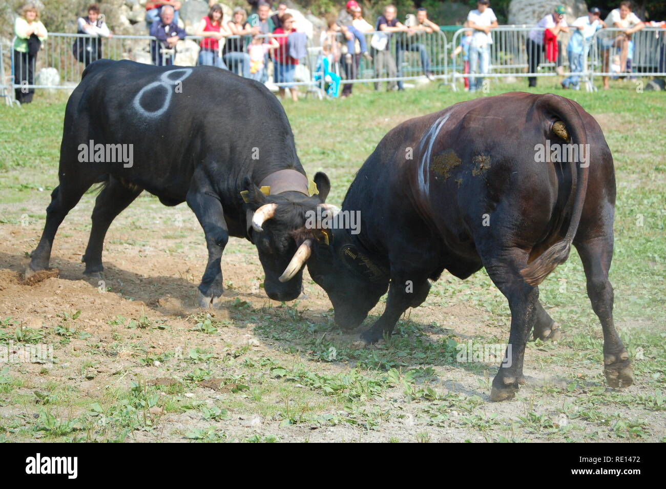 Battle of the cows Stock Photo - Alamy