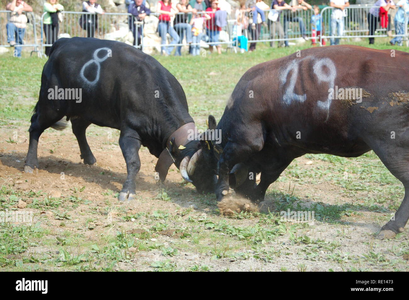 Battle of the cows Stock Photo - Alamy
