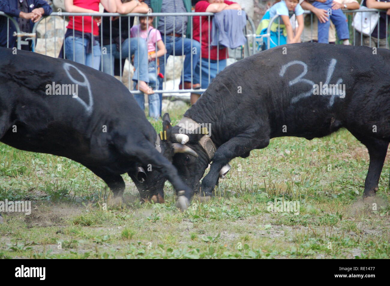Battle of the cows Stock Photo - Alamy