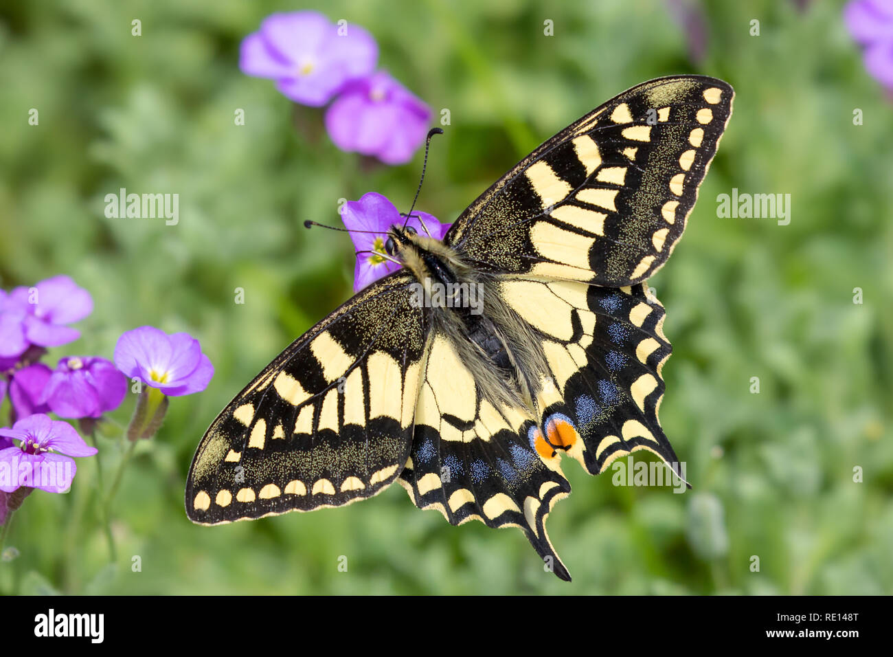 Swallowtail butterfly, UK Stock Photo - Alamy