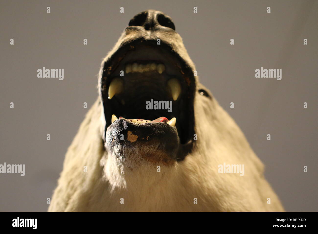 A bad morning Stock Photo - Alamy