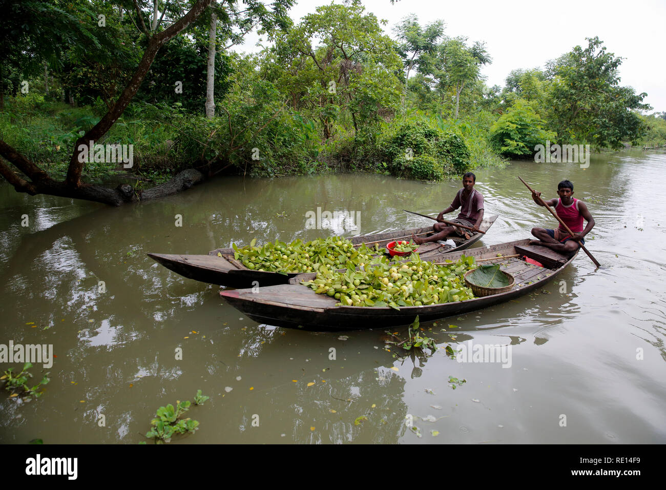 Farmers rowing boats with guavas head to Vimruli floating guava market ...