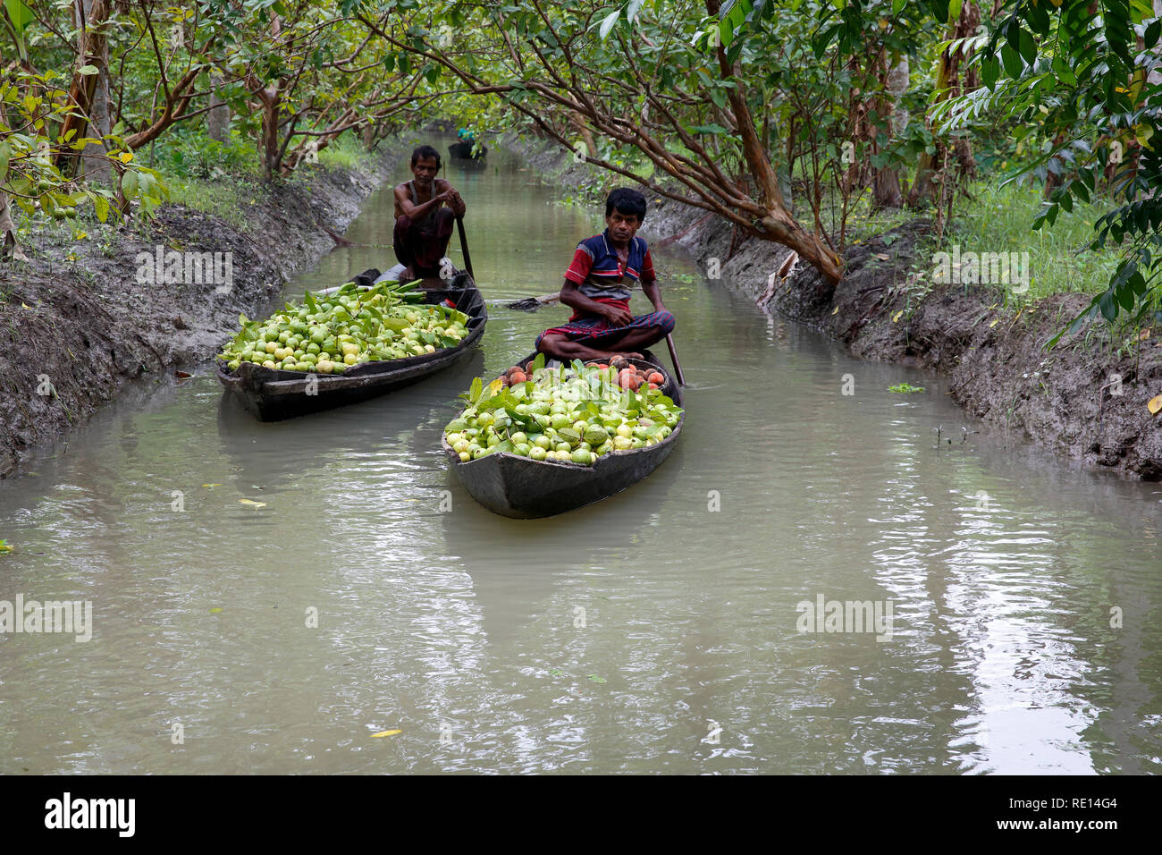Farmers rowing boats with guavas and sapodilla head to Vimruli floating ...
