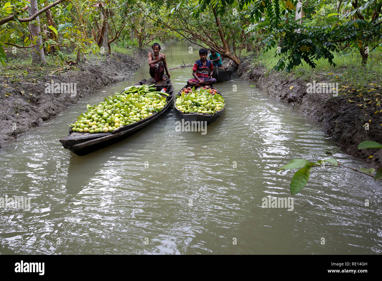 Farmers rowing boats with guavas and sapodilla head to Vimruli floating ...