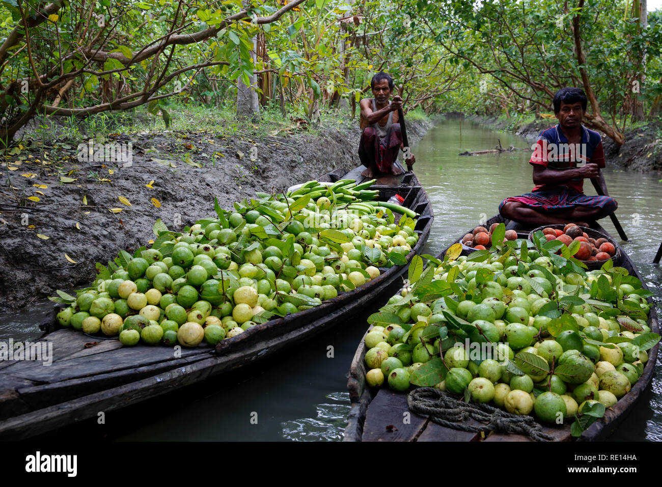 Farmers rowing boats with guavas and sapodilla head to Vimruli floating ...