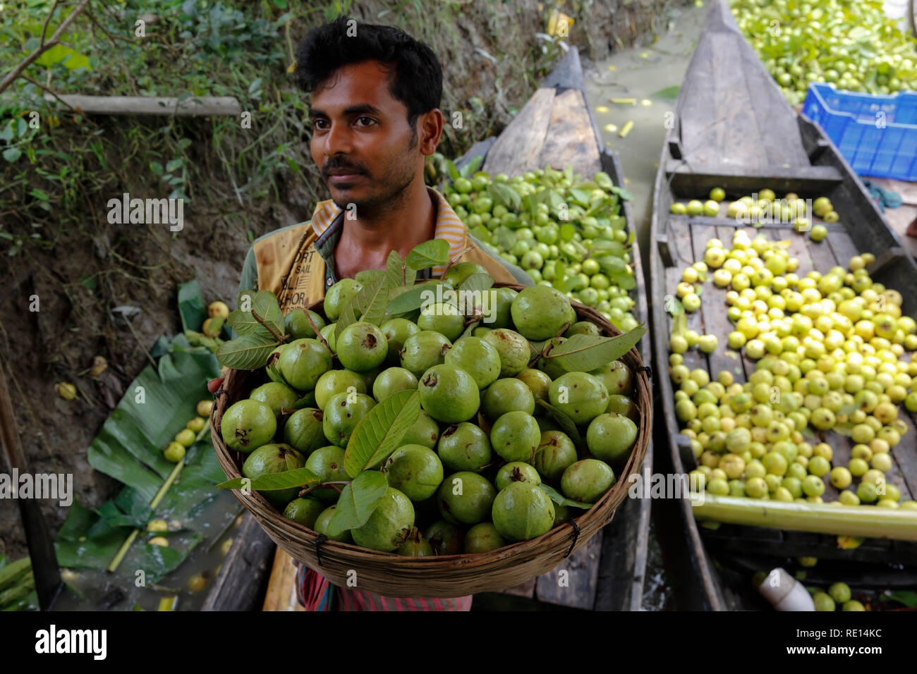 Traders packaging fresh guava before send them different places in the ...