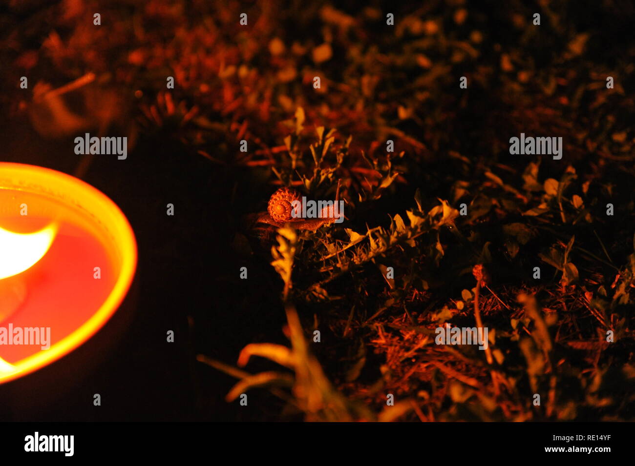 A snail by night Stock Photo - Alamy