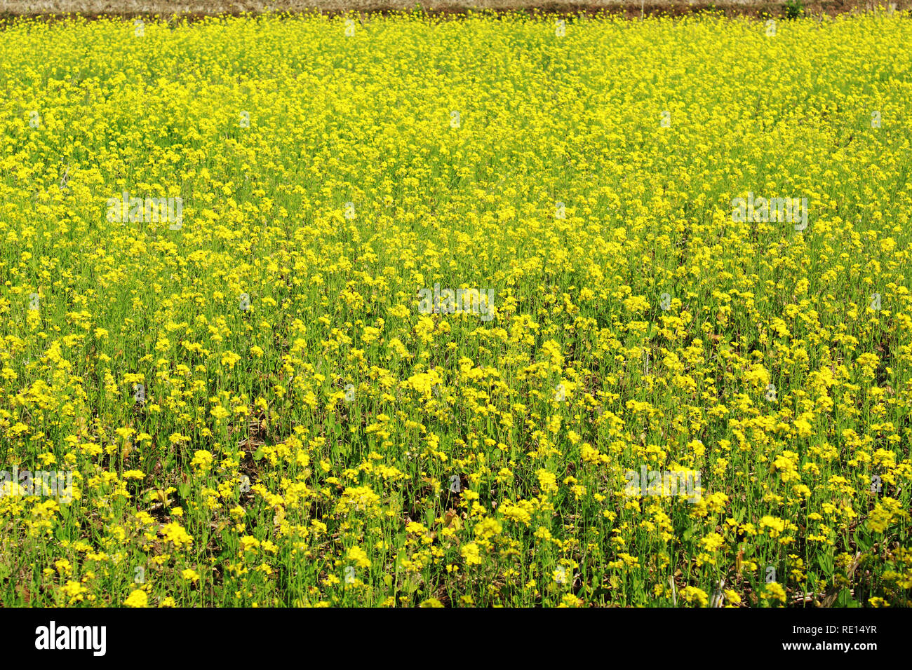 mustard plant and flower in a rural field Stock Photo - Alamy