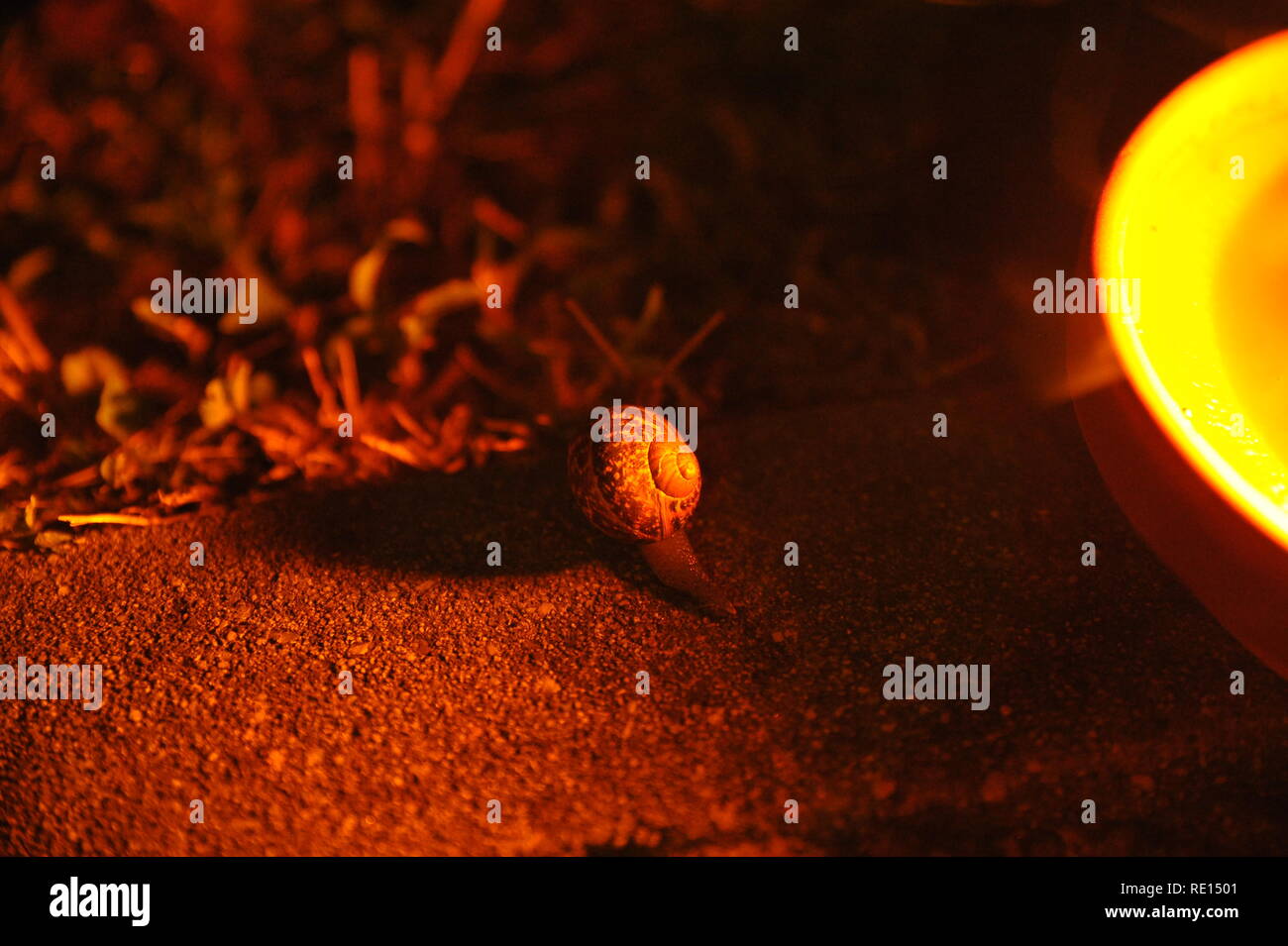 A snail by night Stock Photo - Alamy