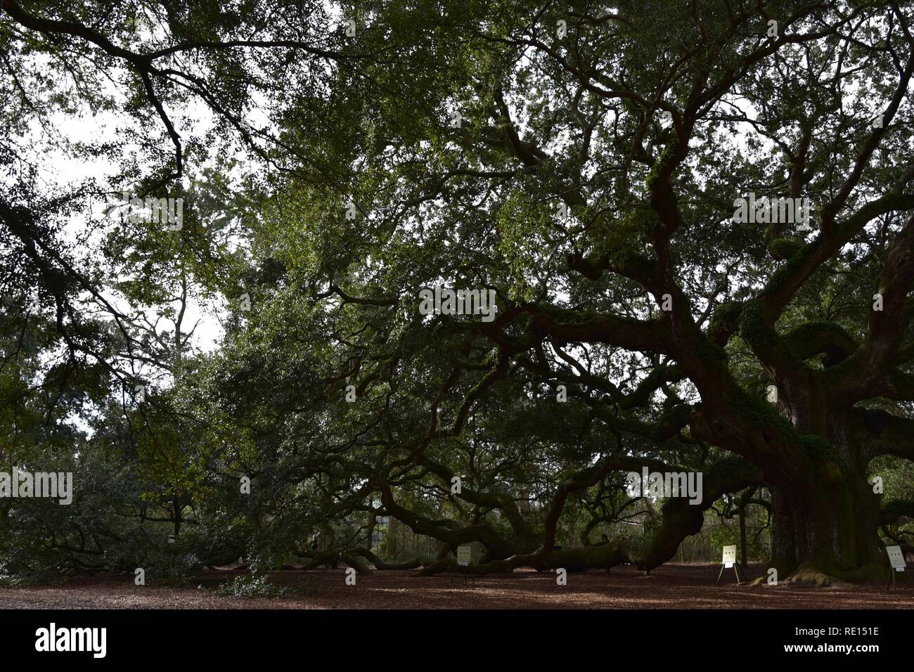 Angel Oak is a live oak that stays green year round, It is near ...