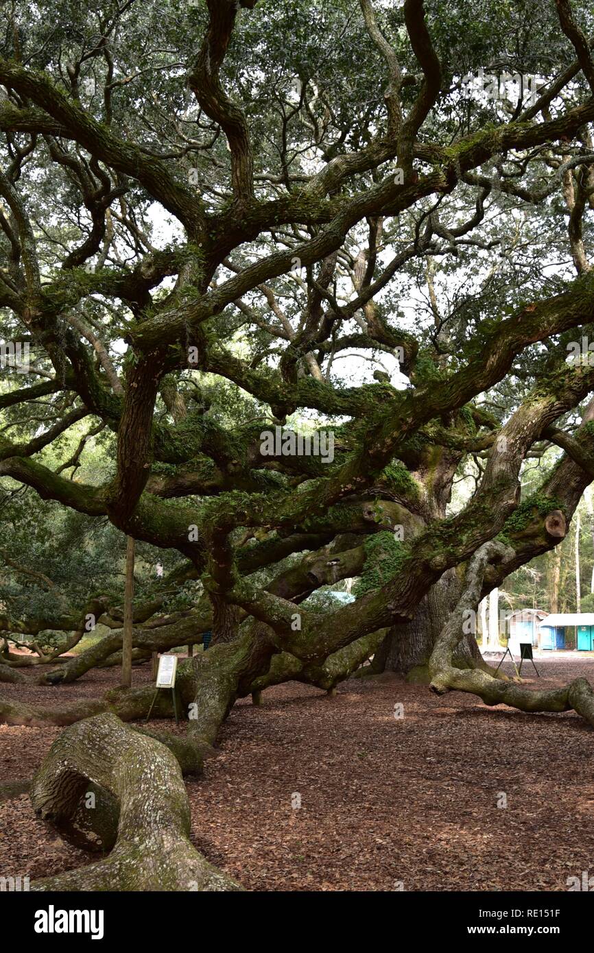 Old tree angel oak tree hi-res stock photography and images - Alamy