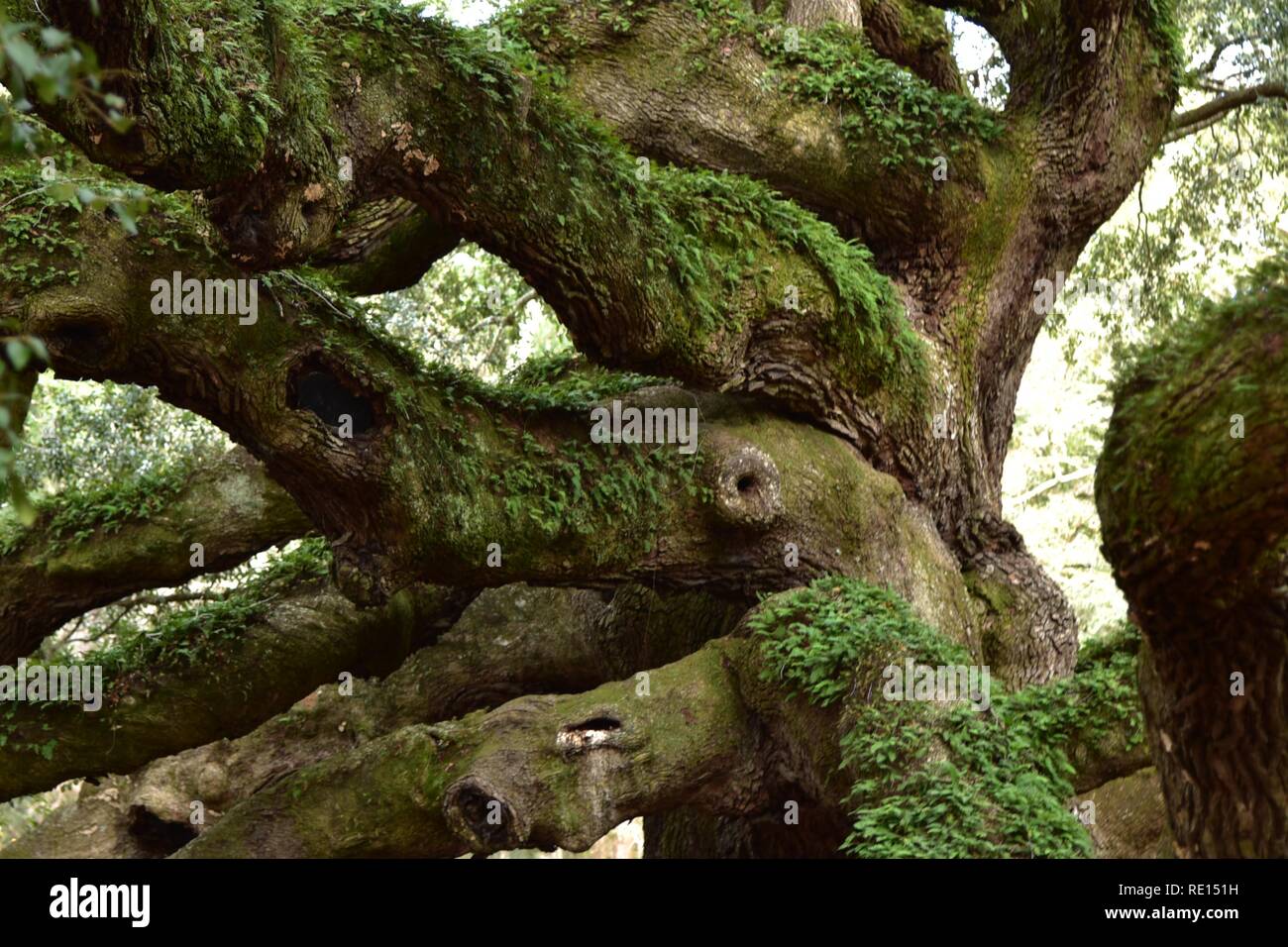 Angel Oak is a live oak that stays green year round, It is near ...