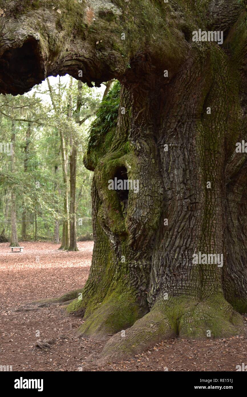 400 year old oak tree hi-res stock photography and images - Alamy