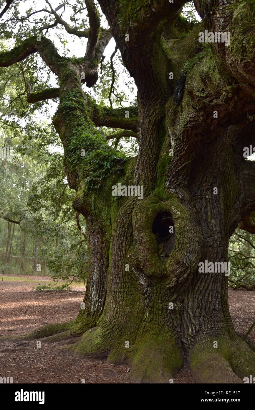 500 year old oak tree hi-res stock photography and images - Alamy