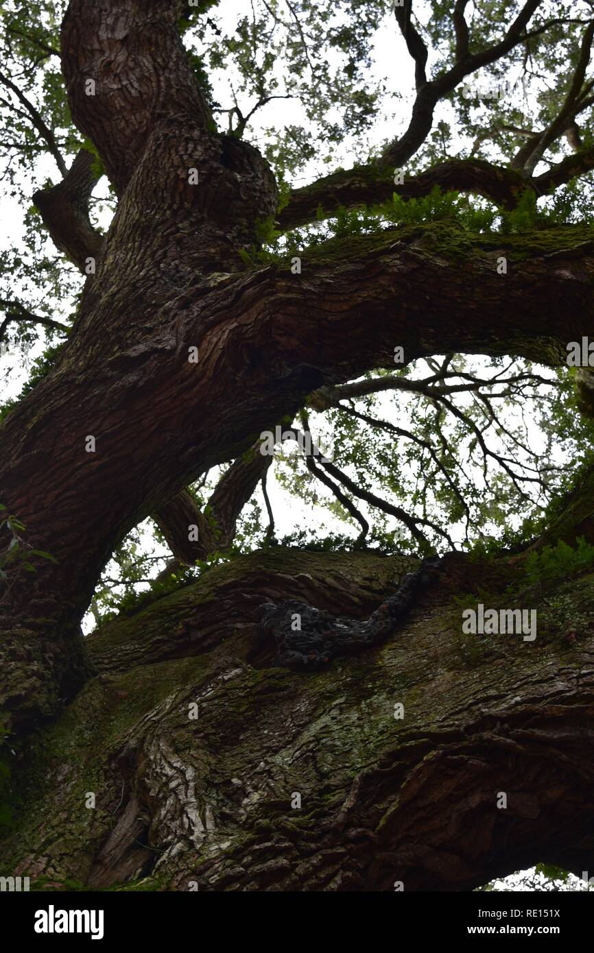 Angel Oak is a live oak that stays green year round, It is near ...