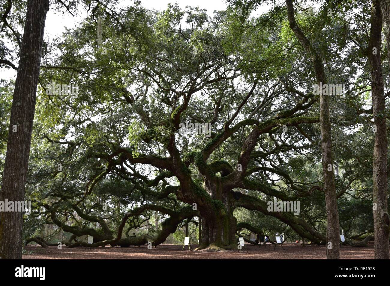 Angel Oak is a live oak that stays green year round, It is near ...