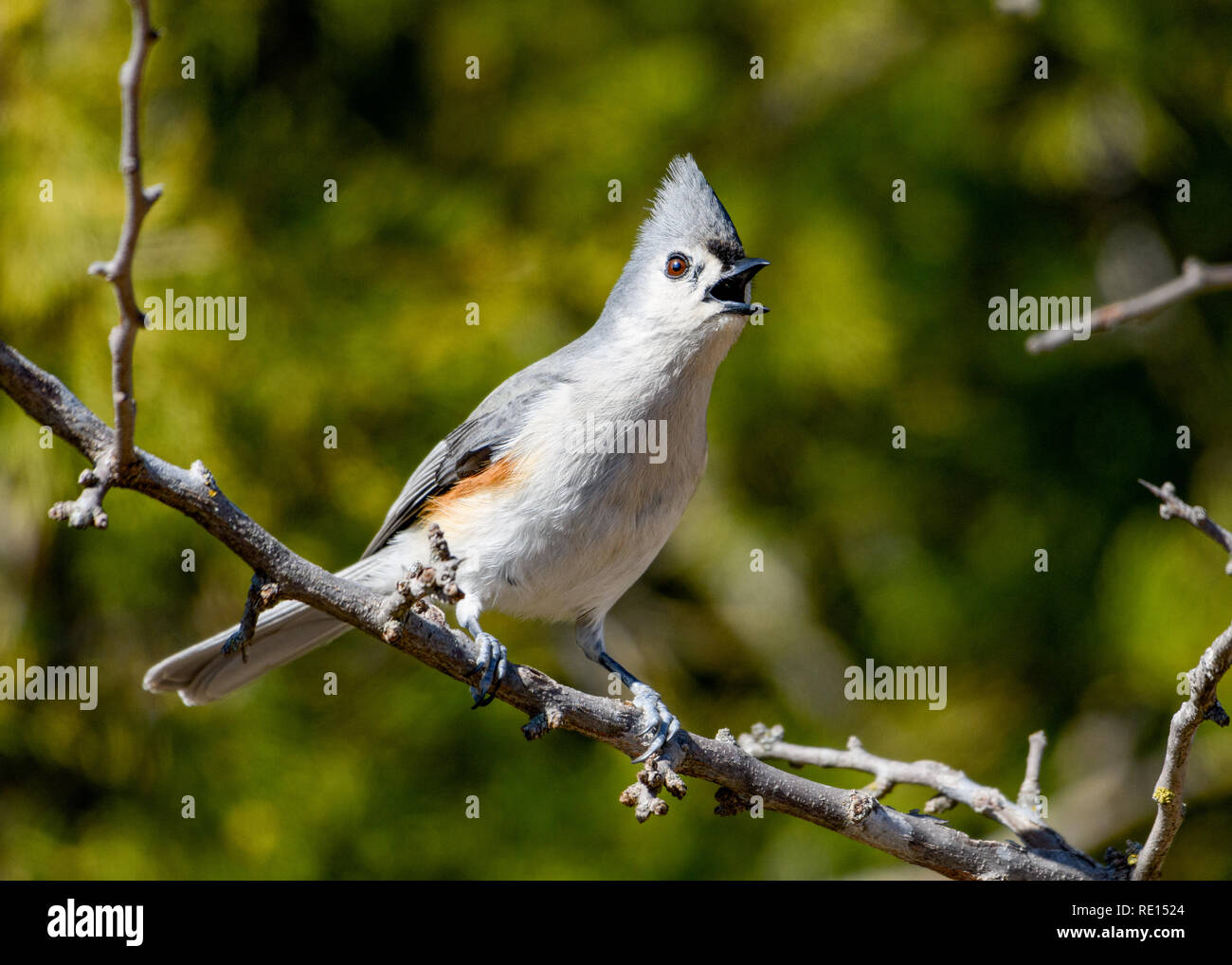 Titmouse bird songbird birds hi-res stock photography and images - Alamy