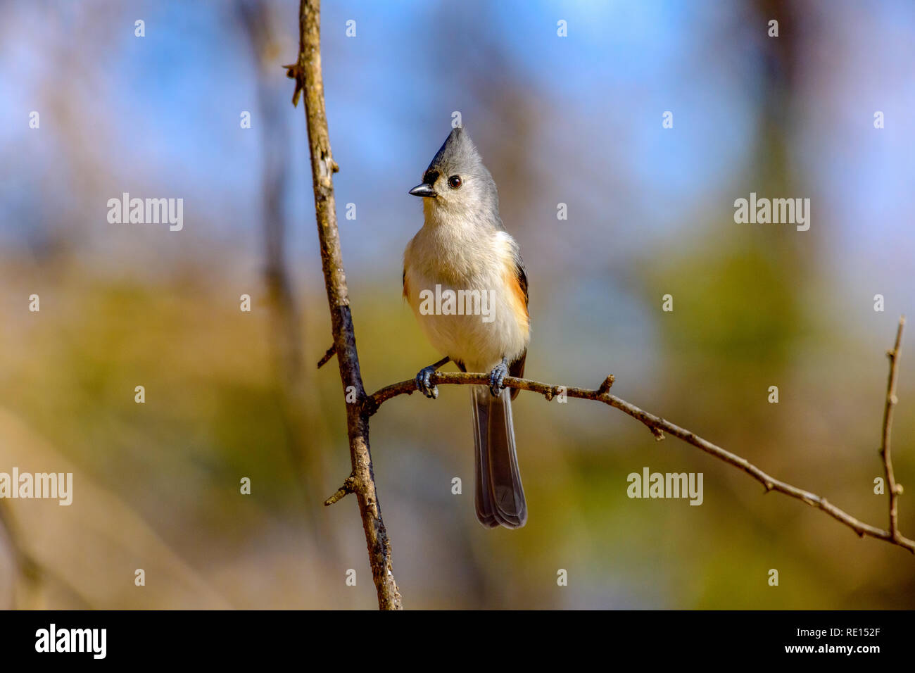 Tufted Titmouse -Baeolophus bicolor - Singing while perched on branch ...