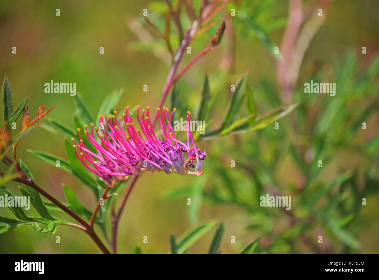 Pink, red and purple inflorescence of the Australian native Grevillea ...
