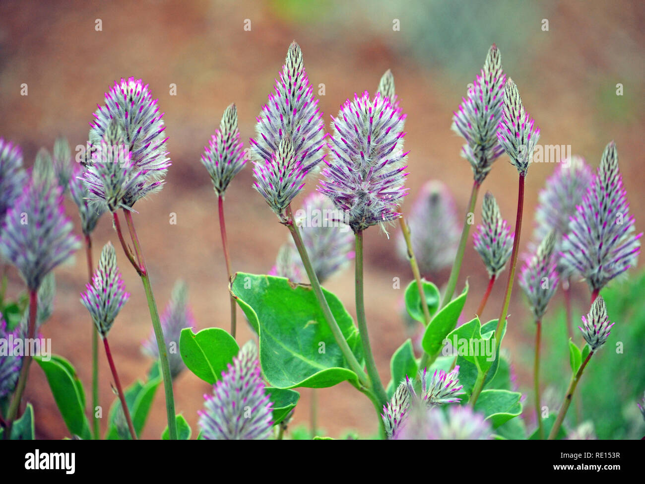 Semi arid regions hi-res stock photography and images - Alamy