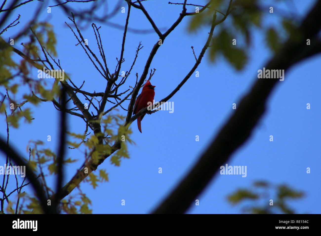 Cardinal in a tree Stock Photo - Alamy