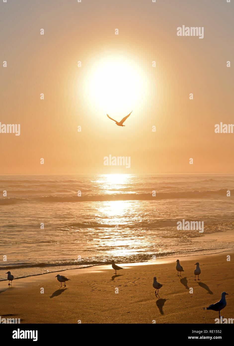 LIFE ON THE BEACH Stock Photo - Alamy