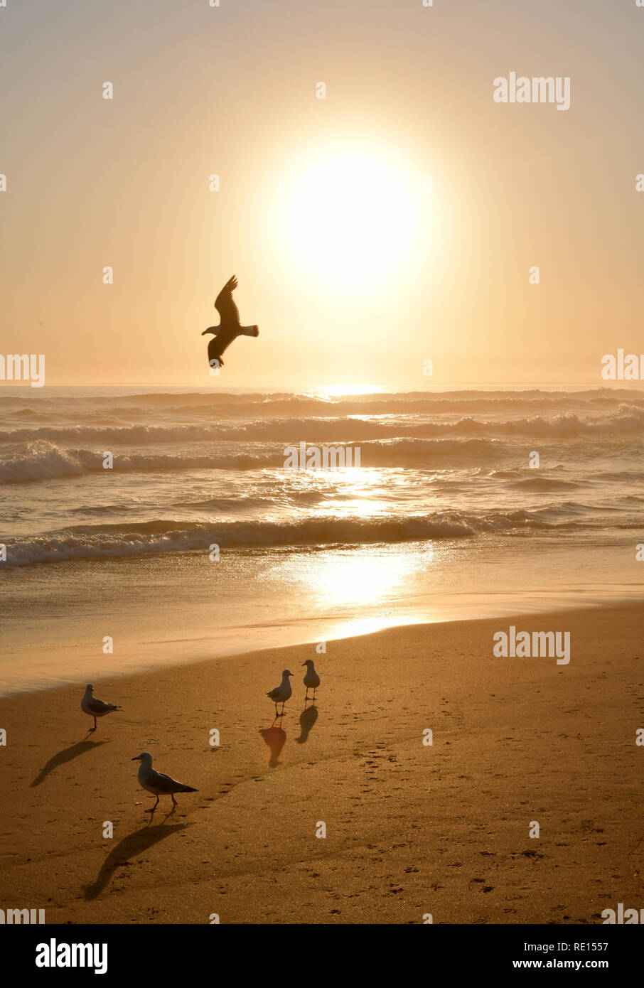 LIFE ON THE BEACH Stock Photo - Alamy