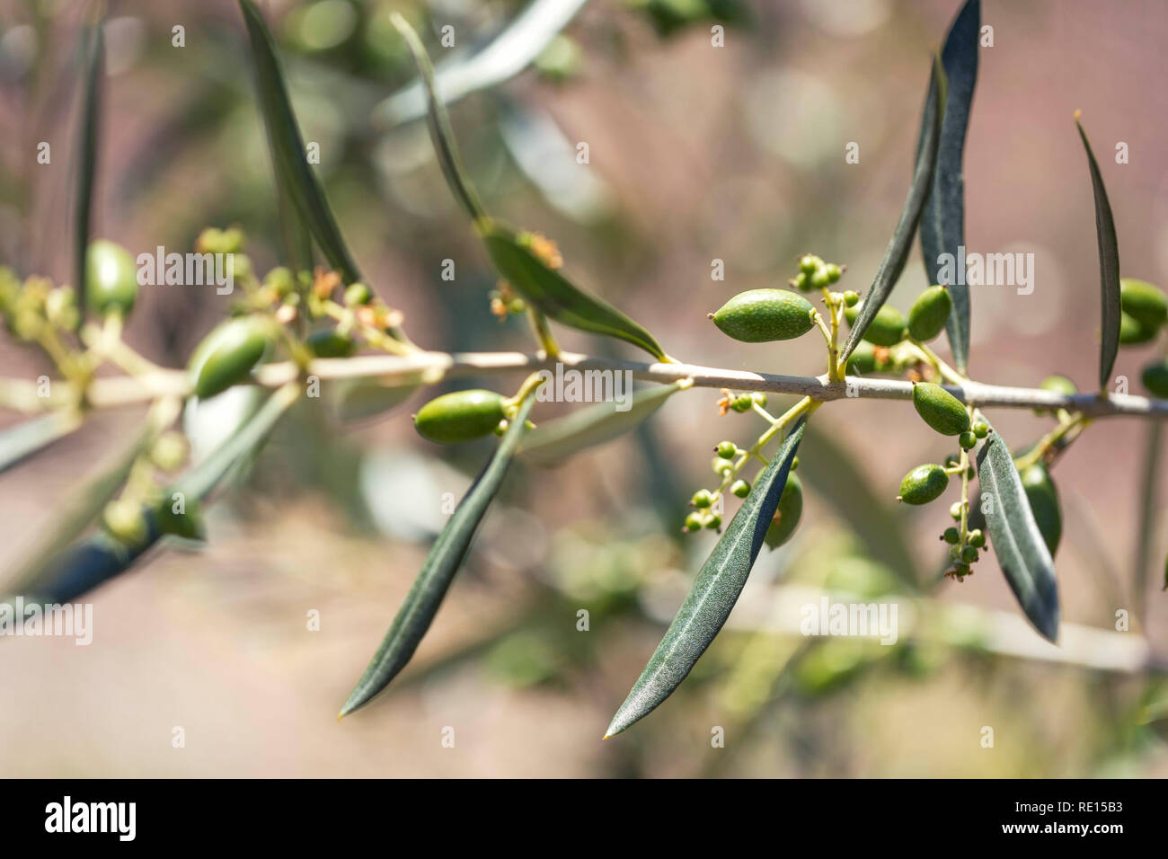 Olive tree view hi-res stock photography and images - Alamy
