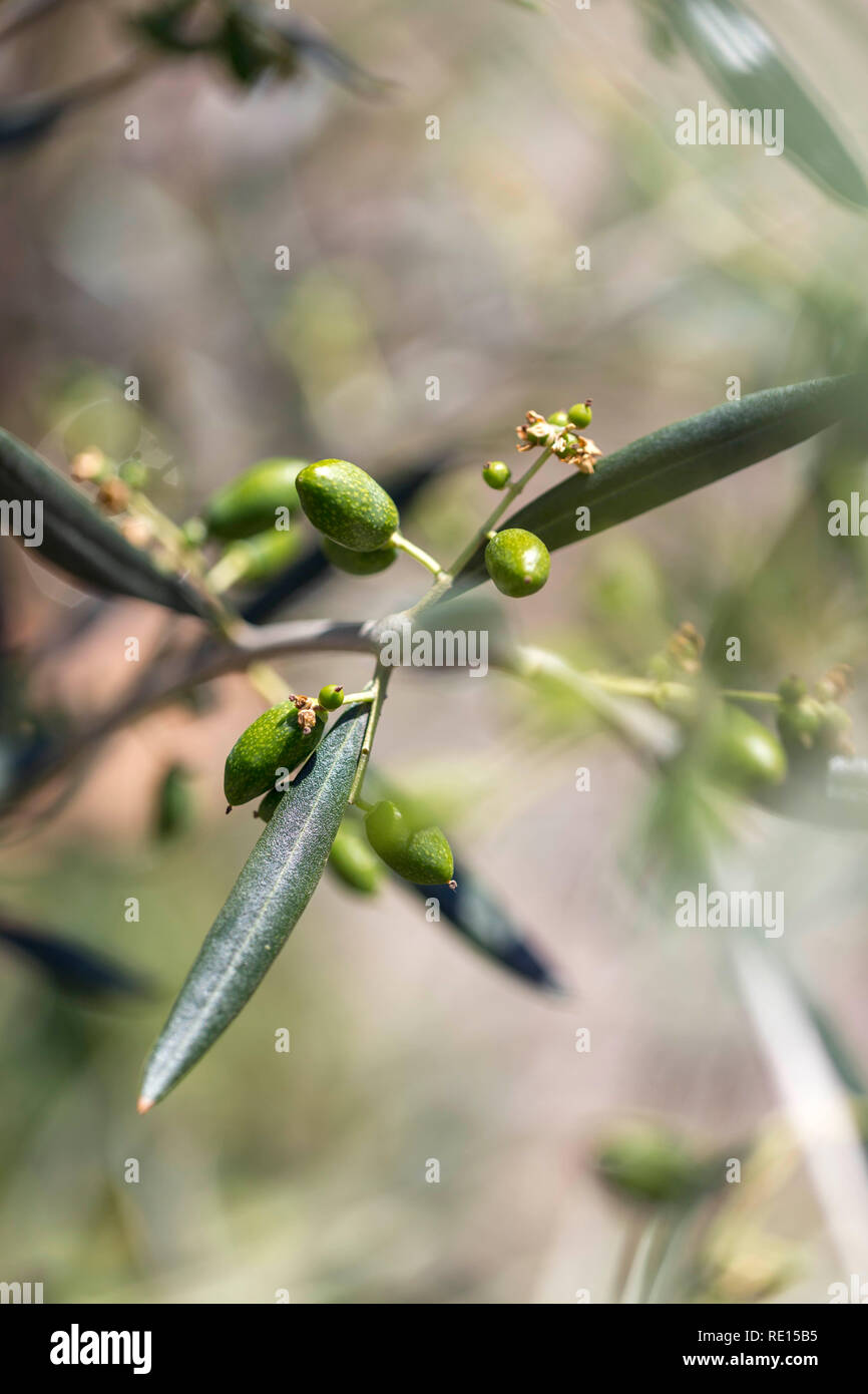 Natural olive tree view hi-res stock photography and images - Alamy