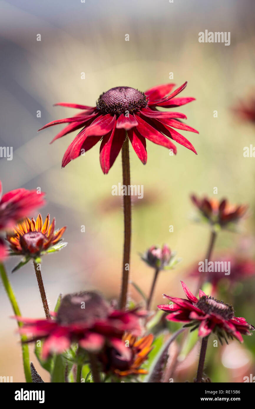 Rudbeckia "Cherry Brandy Stock Photo - Alamy