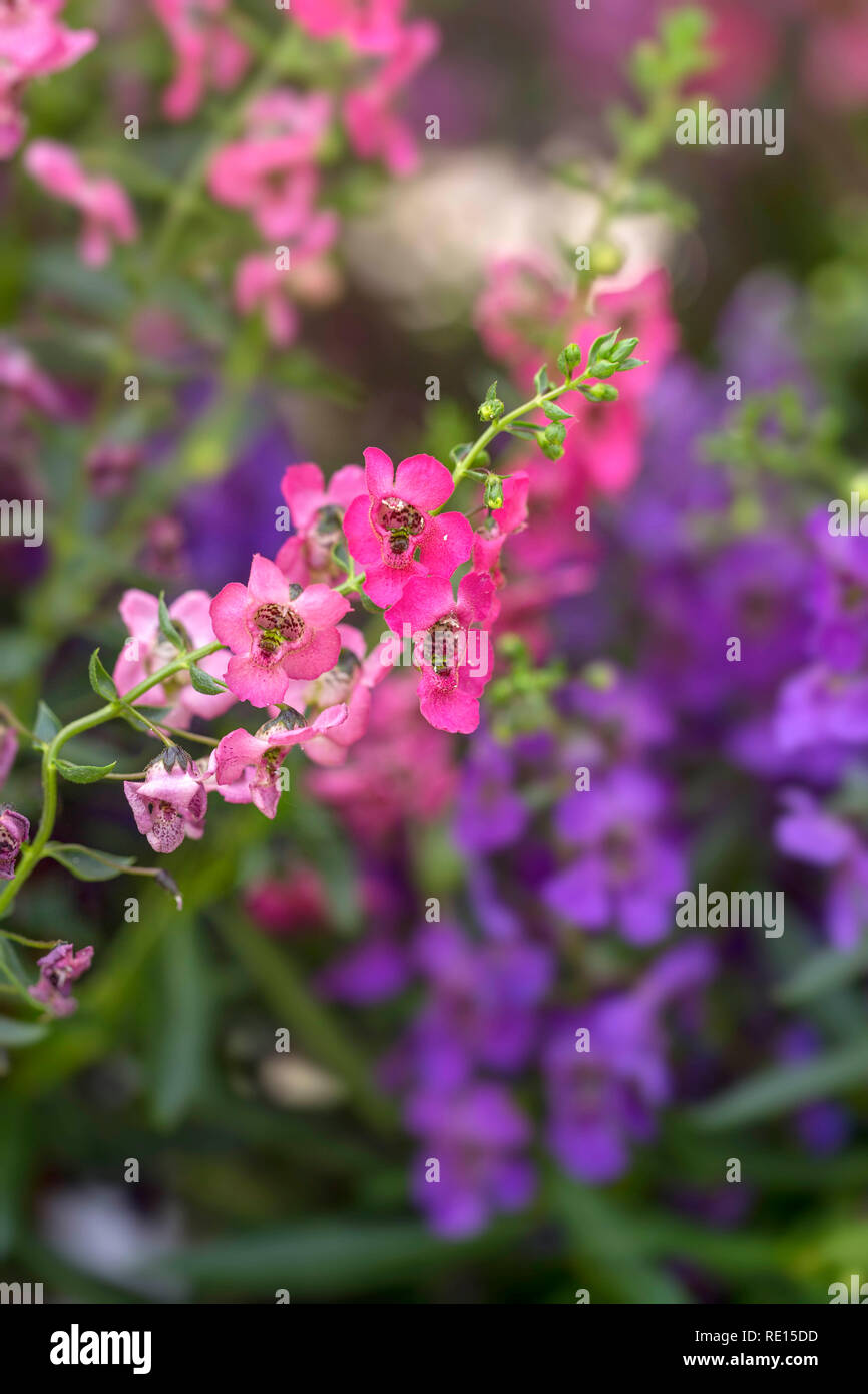 Angelonia flowers hi-res stock photography and images - Alamy