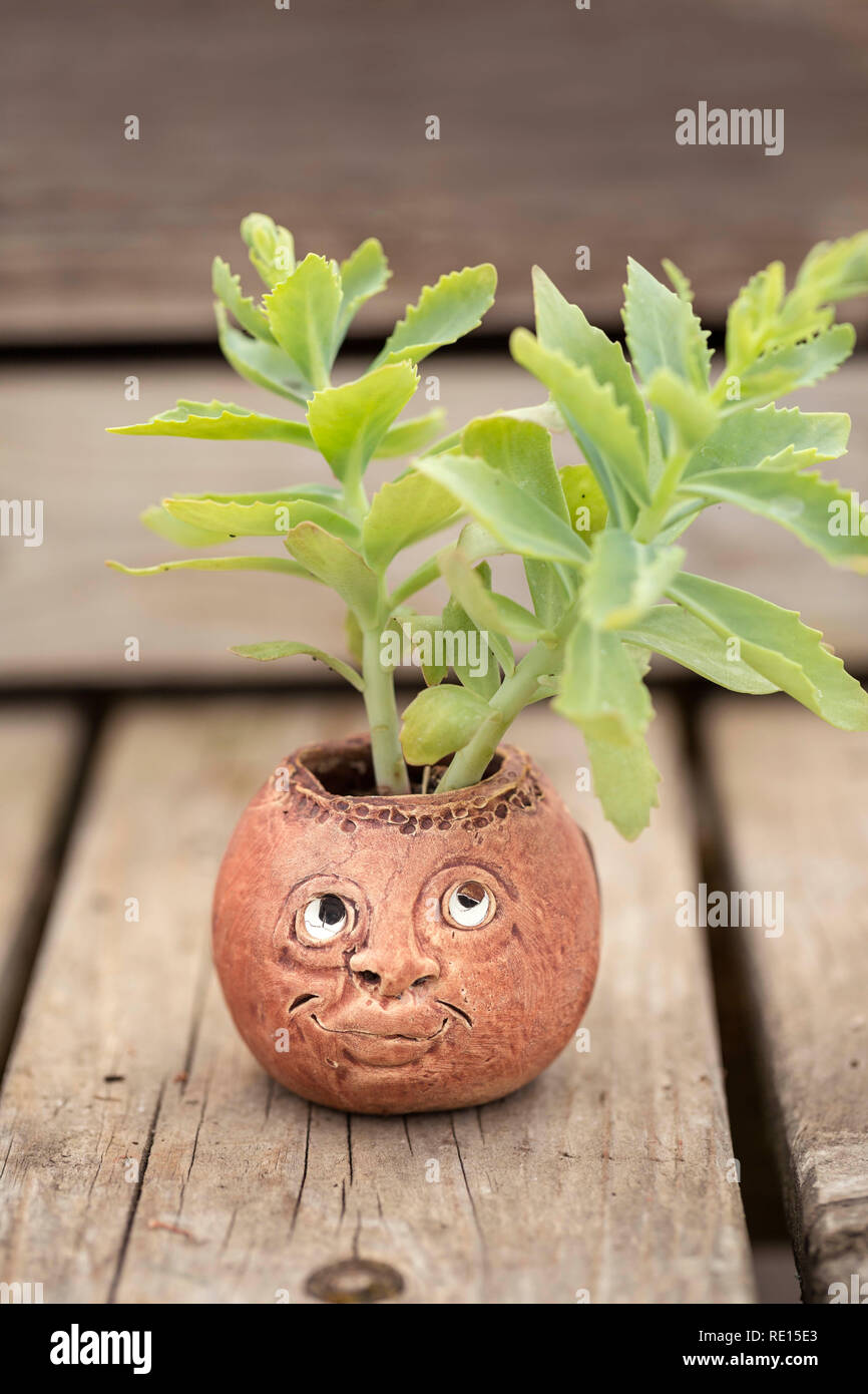 Funny looking flower pots Stock Photo - Alamy