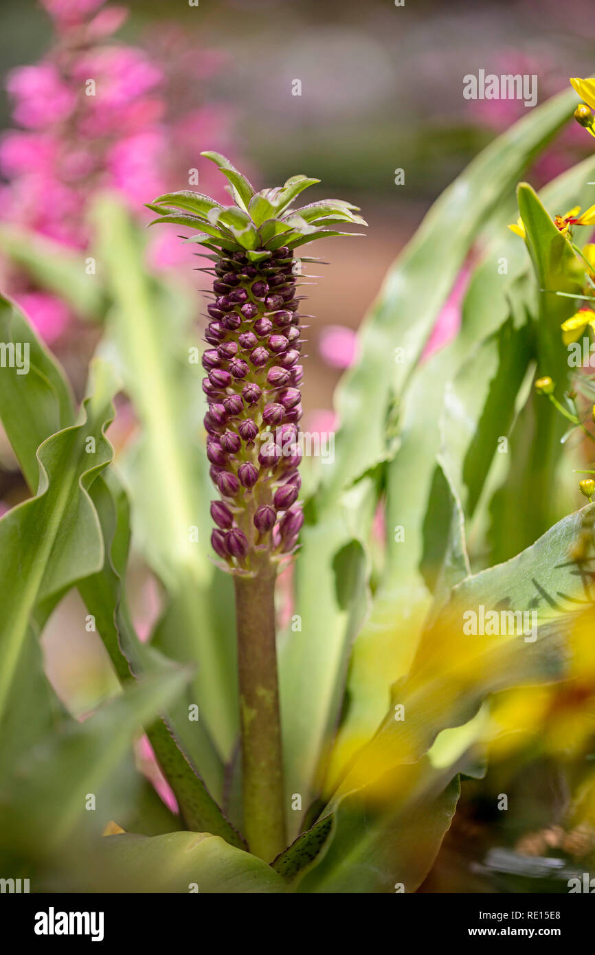 Eucomis species hi-res stock photography and images - Alamy