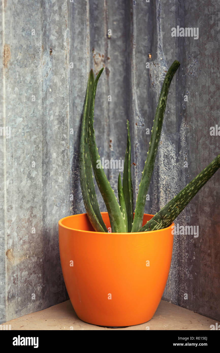 Succulent plant potted in colorful pot Stock Photo - Alamy