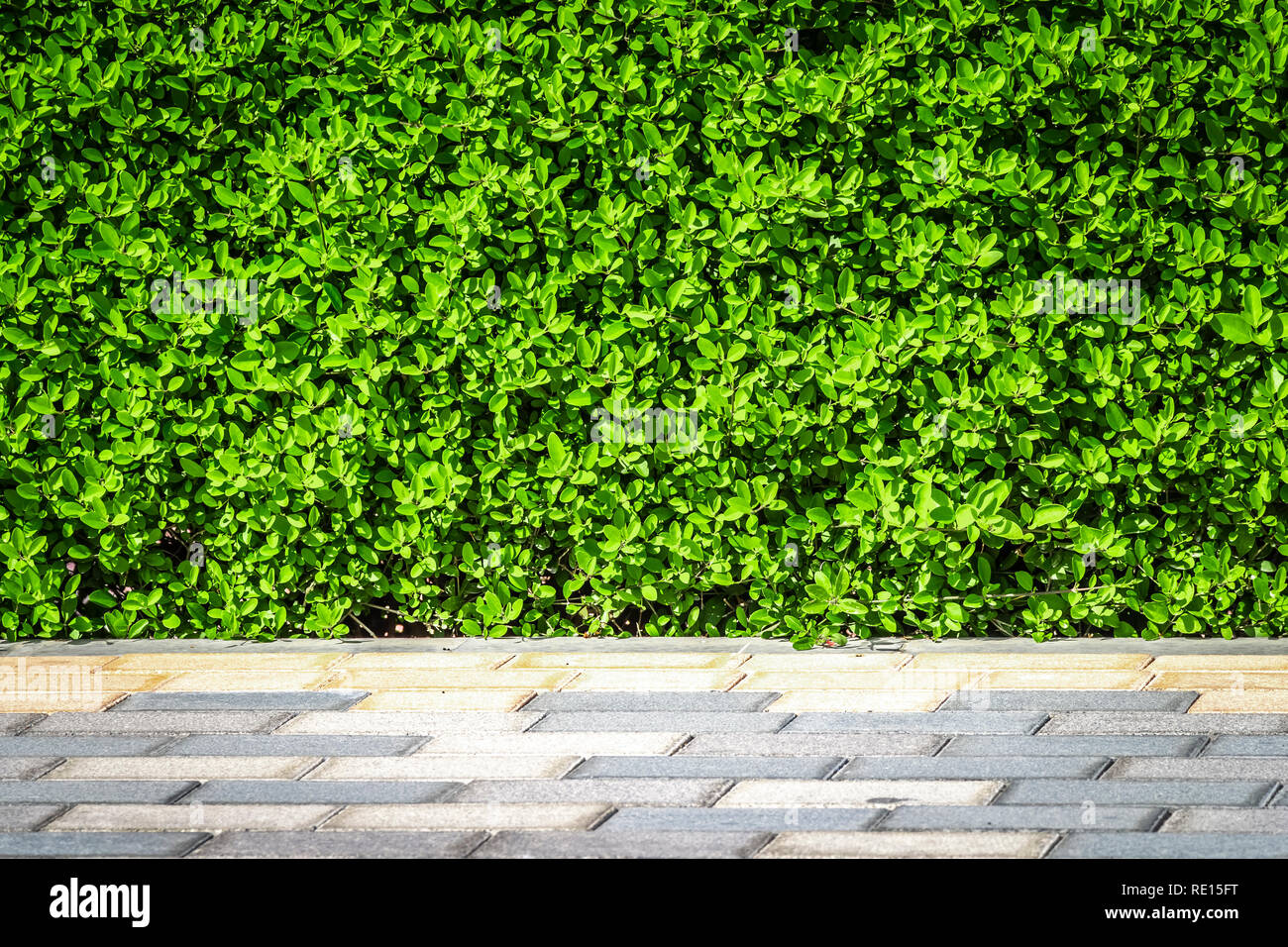 Decorative neatly trimmed bushes in the park along the cobblestone ...