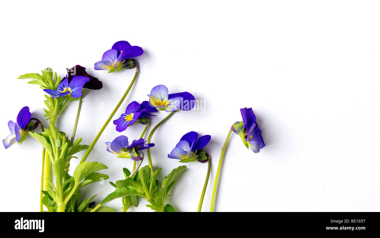 Wild viola flower on white background isolated Stock Photo - Alamy