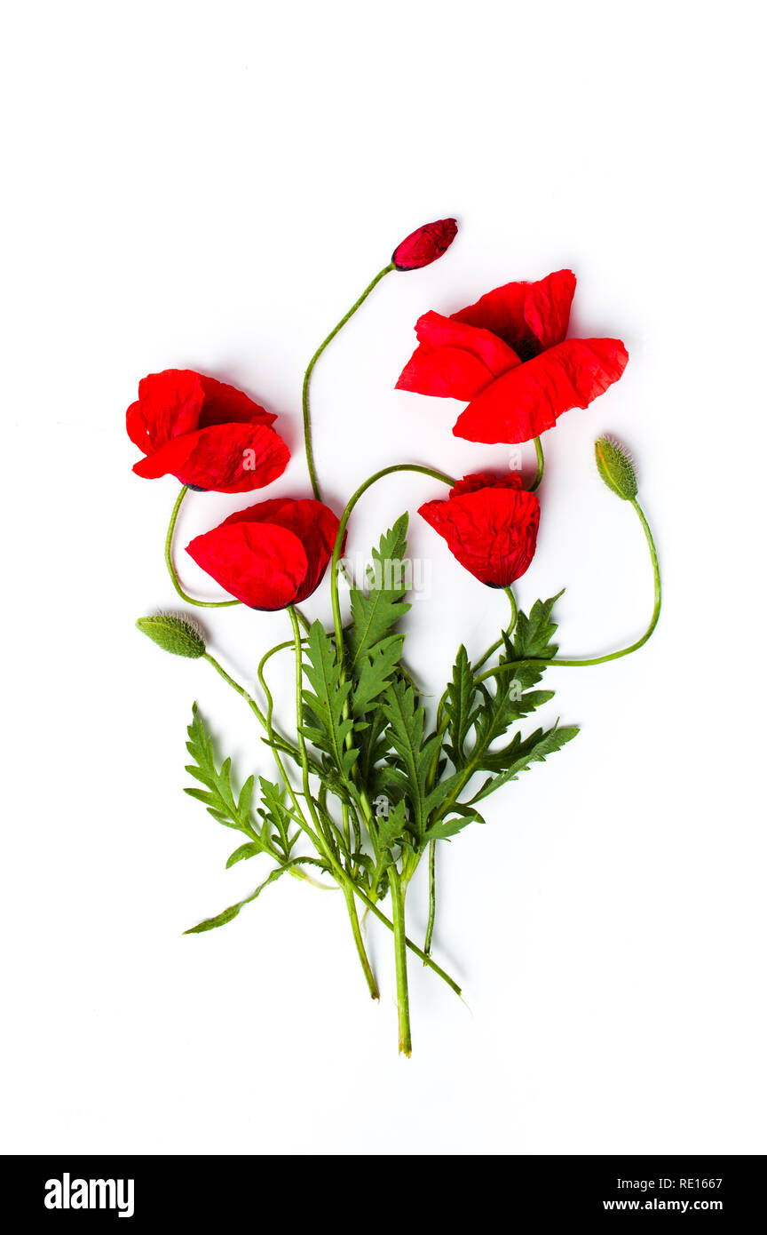 Poppy flowers arrangement on white background top view Stock Photo - Alamy