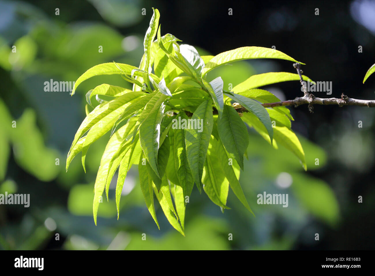 Peach tree on a branch and leaves, full frame Stock Photo - Alamy