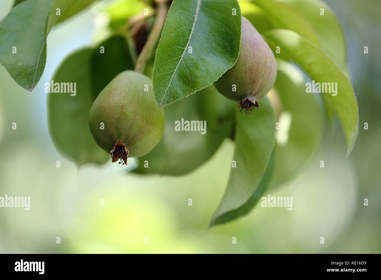 Pears on branch hi-res stock photography and images - Alamy