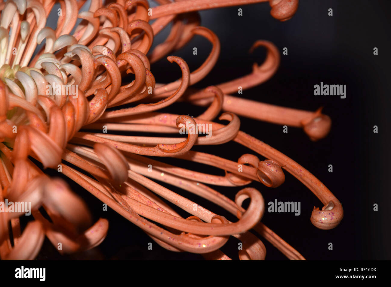 orange chrysants petals look like tentacles from an octopus in front of ...