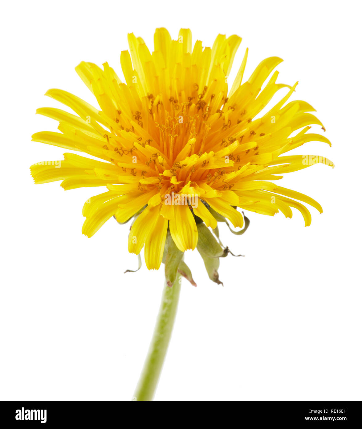 White dandelion bud on Cut Out Stock Images & Pictures - Alamy