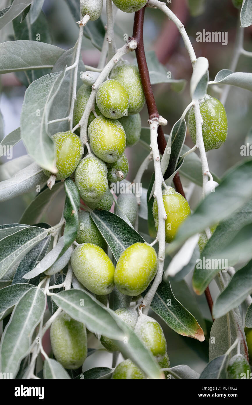 Silverberry tree hi-res stock photography and images - Alamy