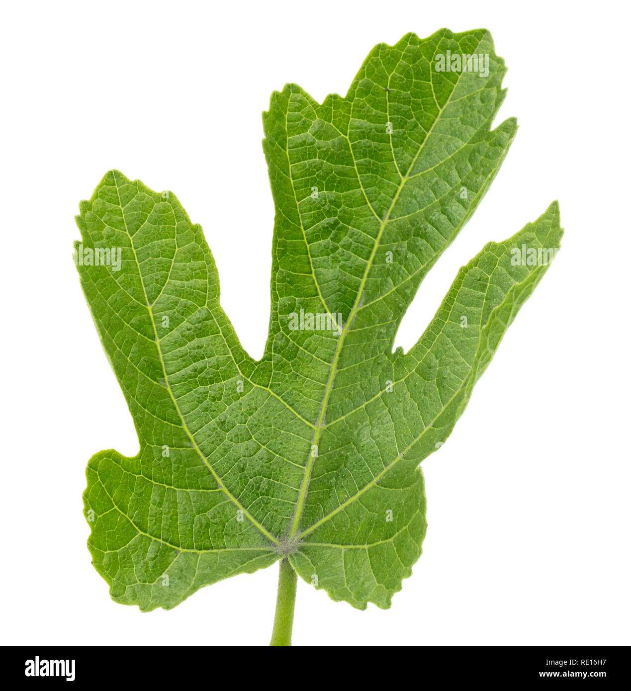 Green fig leaf isolated on white background Stock Photo - Alamy
