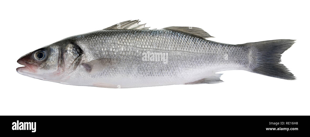 Bass fish isolated on white background Stock Photo - Alamy
