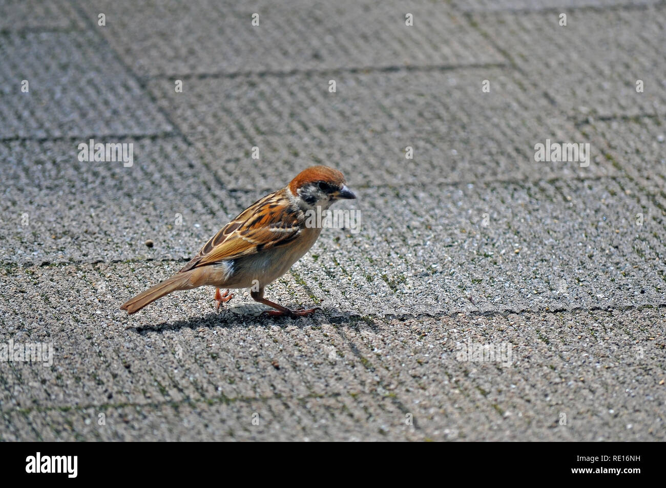 A Japanese sparrow at Shin-Matsudo station, Chiba, Japan Stock Photo ...