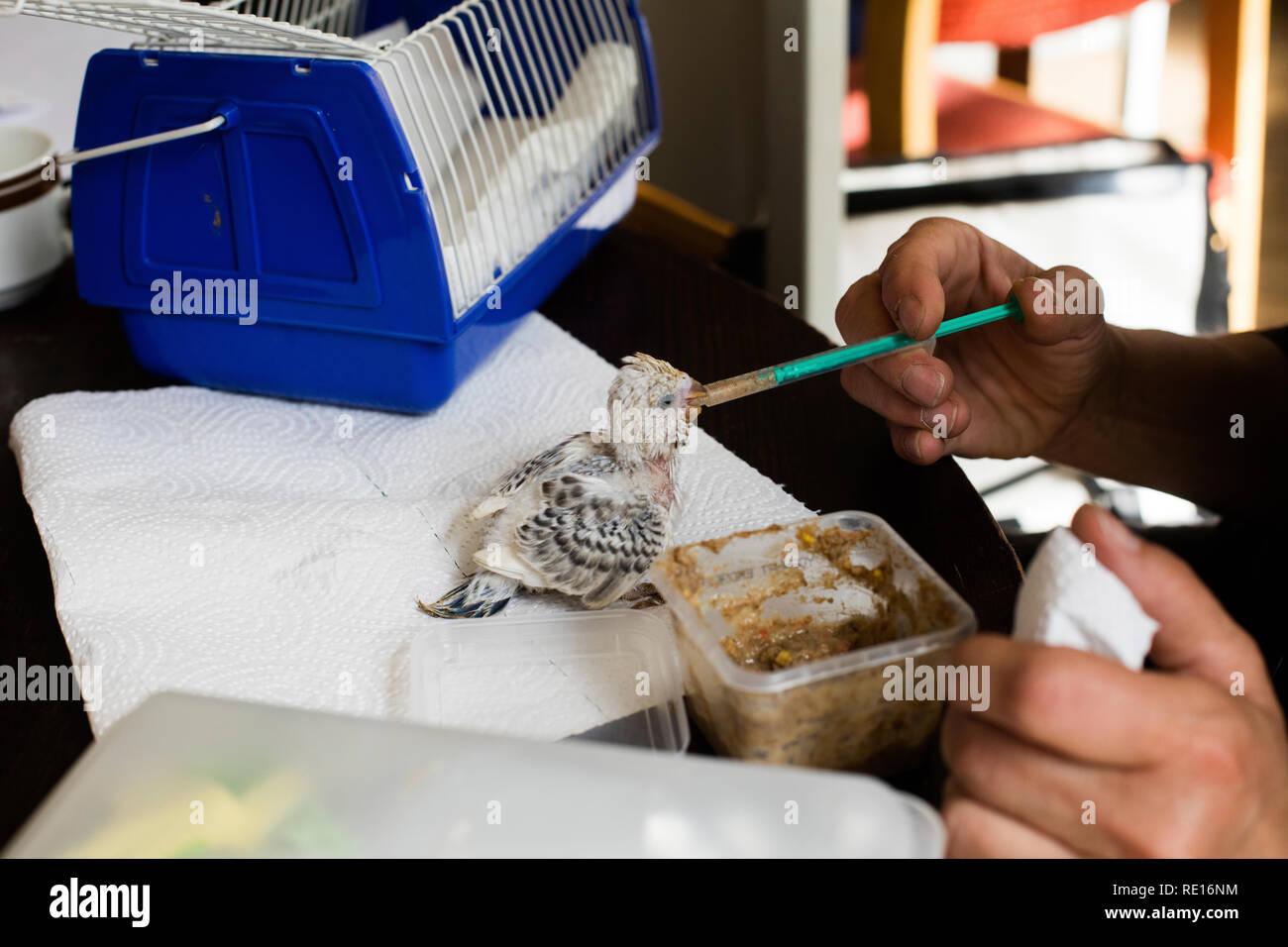 An orphaned baby bird being fed by a human Stock Photo - Alamy