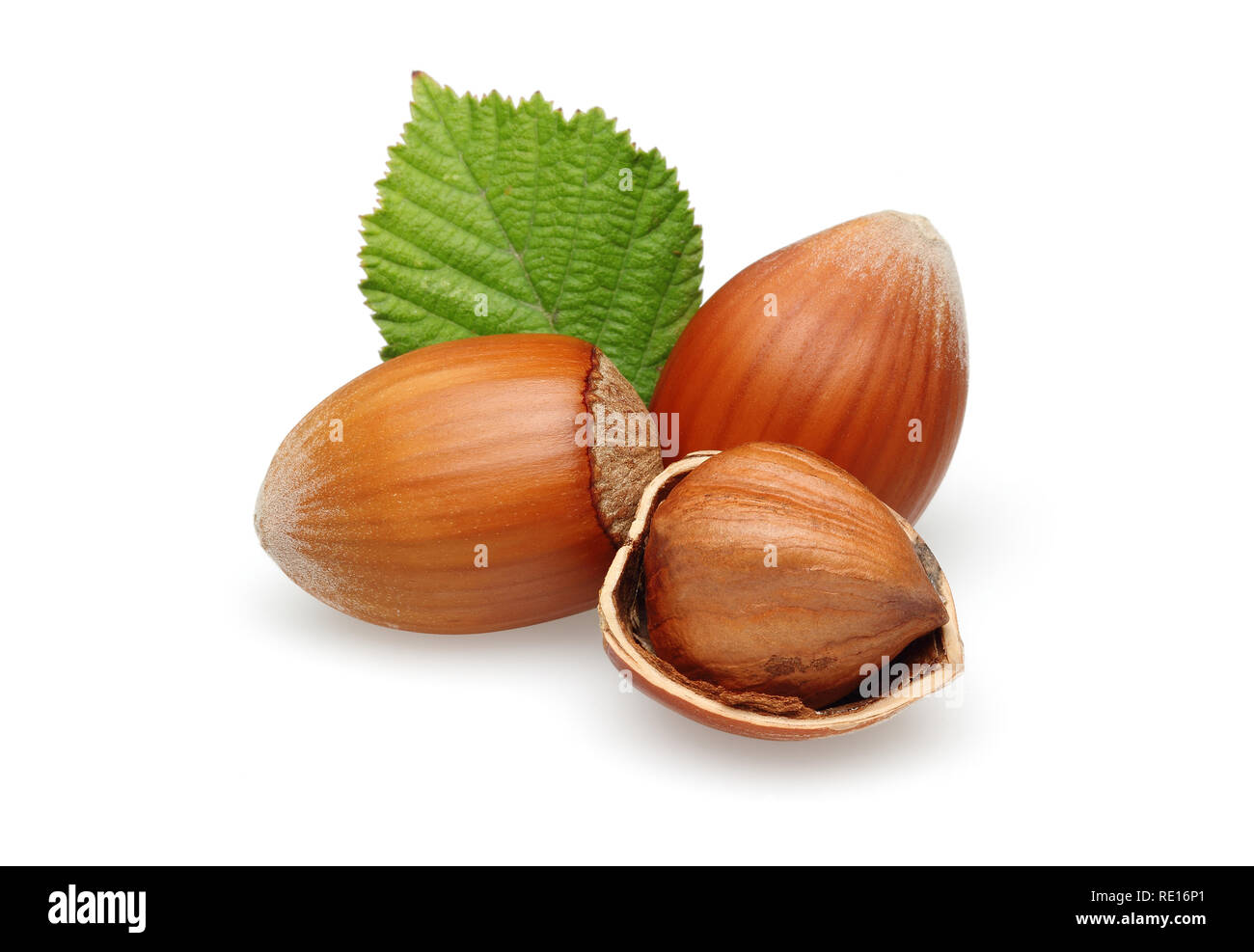 Hazelnuts and leaf isolated on white background Stock Photo - Alamy