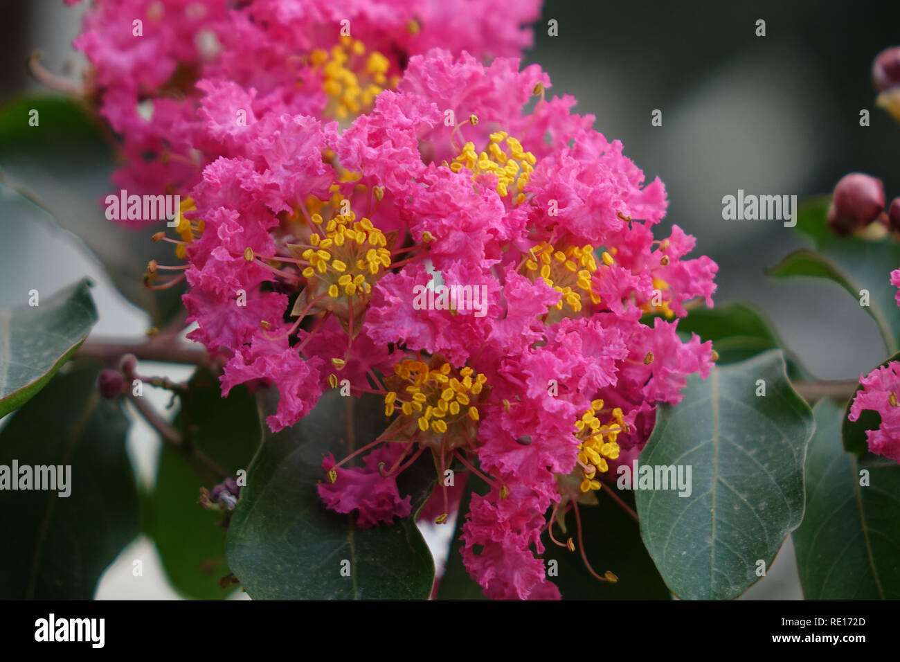 Lagerstroemia indica flowers bloom in the garden Stock Photo - Alamy