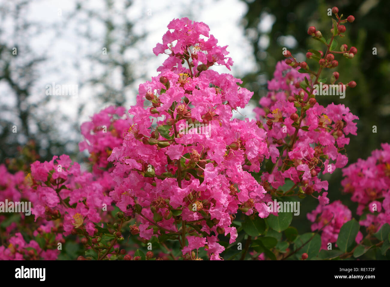 Lagerstroemia indica flowers bloom in the garden Stock Photo - Alamy