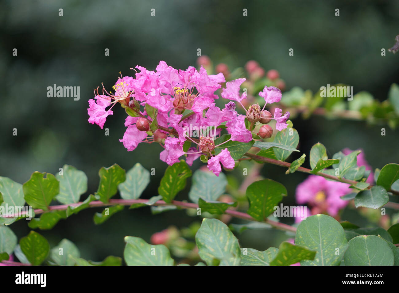 Lagerstroemia indica flowers bloom in the garden Stock Photo - Alamy